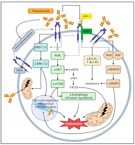 Trastuzumab