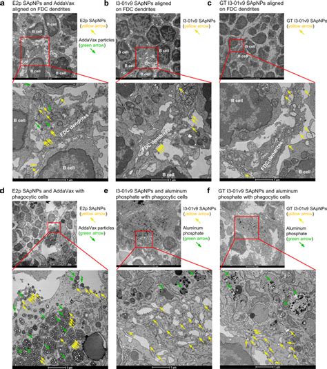 Single Component Multilayered Self Assembling Protein Nanoparticles Presenting Glycan Trimmed