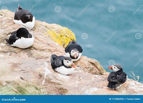 Atlantic Puffins Standing On The Cliffs Of Skomer Island Pembrokeshire