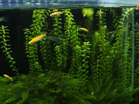 メダカに向く水草のすべて【相性の良い種類を解説】｜アクアリウム情報メディア トロピカ