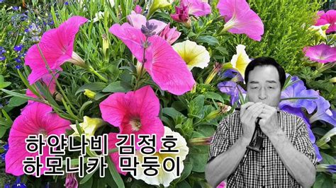 막둥이 정하장하모니카 연주하얀나비김정호 노래 Youtube