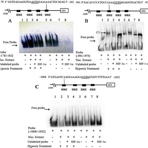 Emsa Analysis Of Hif 1α Binding To Putative Hre Regions Within The