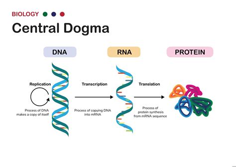 How Proteins Are Made From Dna To Function