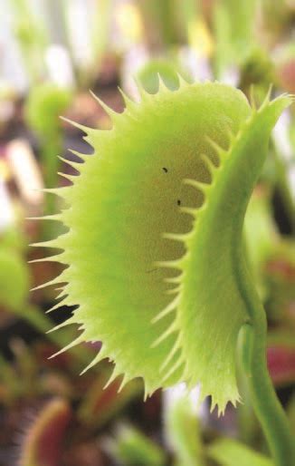 Dionaea Sonic Photos