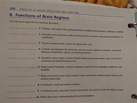 solved 328 exercise 20 brain structure and function b