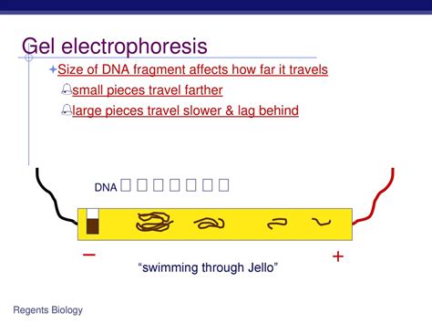 Aim Biotechnology Gel Electrophoresis Warm Up Hw Ppt Download