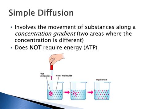 Ppt The Plasma Membrane And Cell Transport Powerpoint Presentation