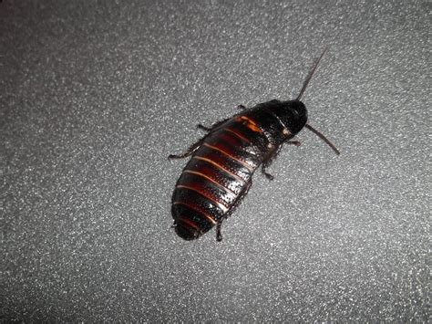That Crazy Cat Lady Cockroach Moult