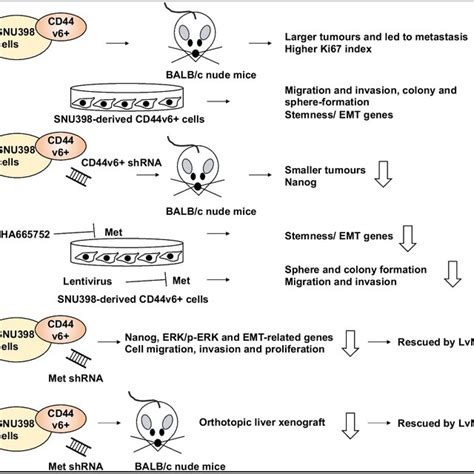 Cscs In Gastric Cancer A This Study Identified The Gceps Expressing
