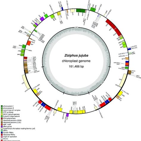 Pdf Organellar Genome Assembly Methods And Comparative Analysis Of Horticultural Plants