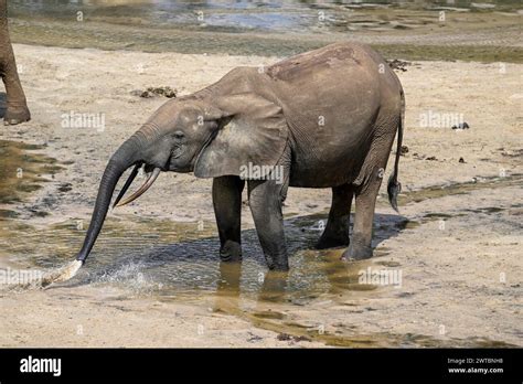African Forest Elephant Loxodonta Cyclotis In The Dzanga Bai Forest