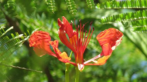 Care Guide For The Flame Tree Bonsai Tree Delonix Regia 54 Off