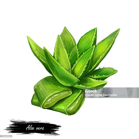 蘆薈隔離藥用藥草手繪數位藝術插圖多汁的蘆薈植物物種 常綠多年生切和整個植物葉與內凝膠用於化妝品和藥物向量圖形及更多一個物體圖片 Istock