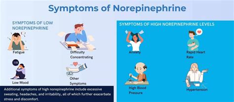 Norepinephrine And Addiction Function And Recovery Guide 53