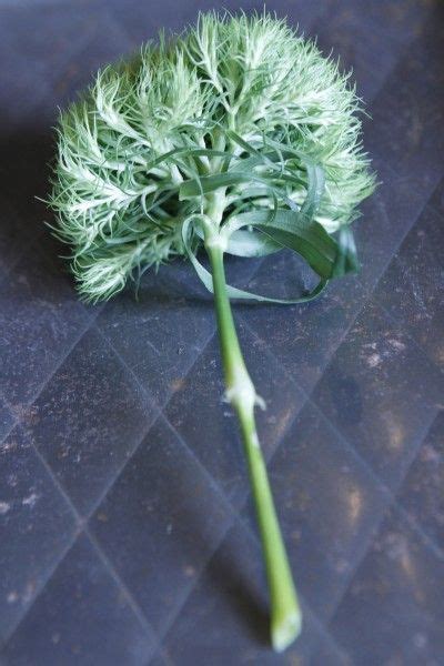 17 Best Green Trick Dianthus Ideas Green Dianthus Flowers Wedding