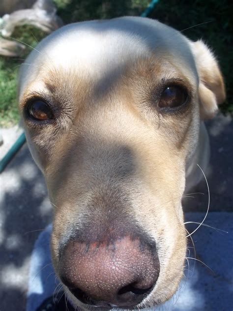 Lillybear By Zombiecorn9 On Deviantart