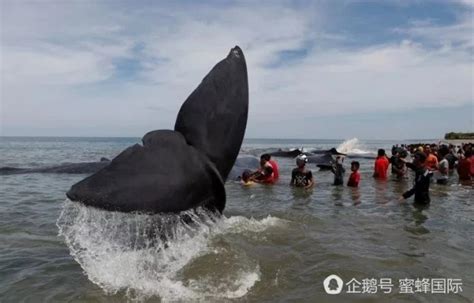 12隻鯨魚擱淺不停撲騰 人們用繩子捆綁欲拖回海 Ifuun