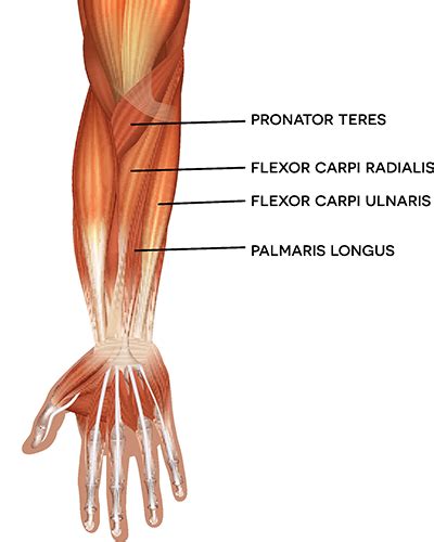 Arm Muscles Anatomy Function And How To Build Them
