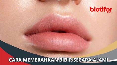 Cara Memerahkan Bibir Secara Alami Ternyata Gampang Biotifor