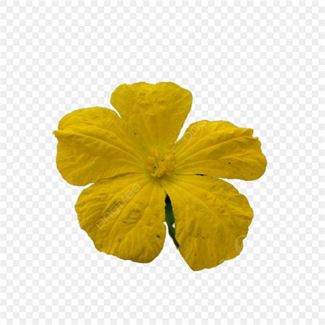 Gambar Png Bunga Warna Kuning Latar Belakang Transparan Bunga Kuning