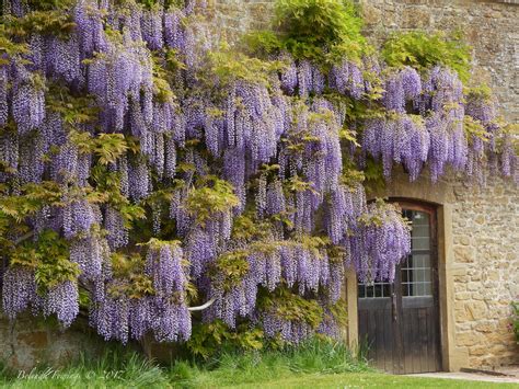 Wisteria Tree Beautiful Wallpapers