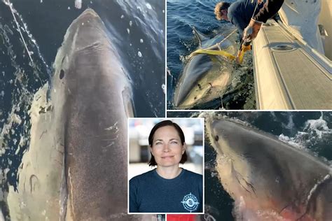 Scientist Tracking ‘biggest Ever Great White Shark Contender Reveals