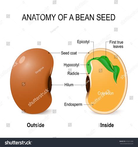 Anatomy Bean Seed Vector Diagram Outside Stock Vector Royalty Free