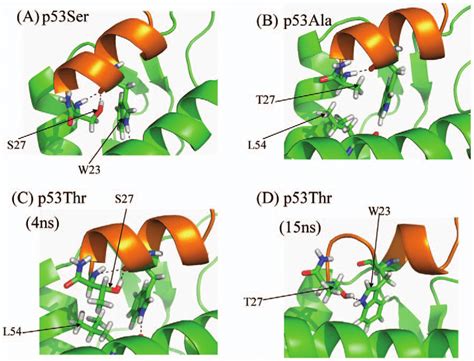 Representative Snapshots From The Computer Simulations Of The P53 Download Scientific Diagram