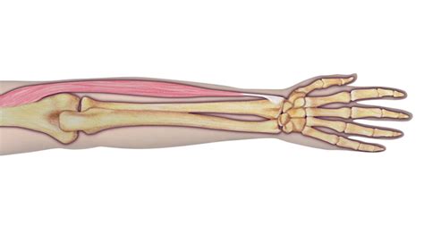 Muscle Test Brachioradialis Hand Surgery Resource