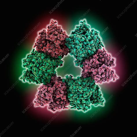 Acyl Acp Synthetase Structure Molecular Model Stock Image C059