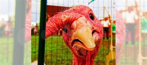 Индюки на племя Бронза купить в Красноярске Животные и зоотовары