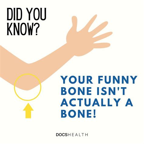 Your Is Your Humerus Bone Funny