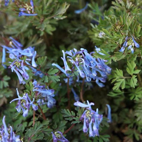 Buy Corydalis Corydalis Flexuosa China Blue