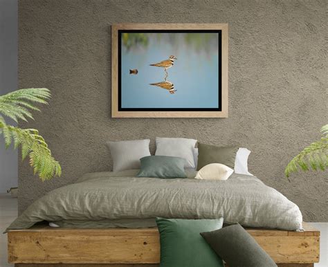 Killdeer Florida Shore Bird Photo Wildlife Artwork Etsy