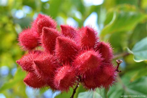 Tocotrienols The Vitamin E Youve Probably Never Heard Of