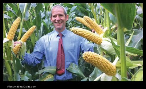 A Step By Step Guide To Transplanting Corn Plants Plant And Seed Guide