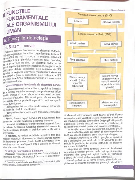 Sistemul Nervos 2 Pdf