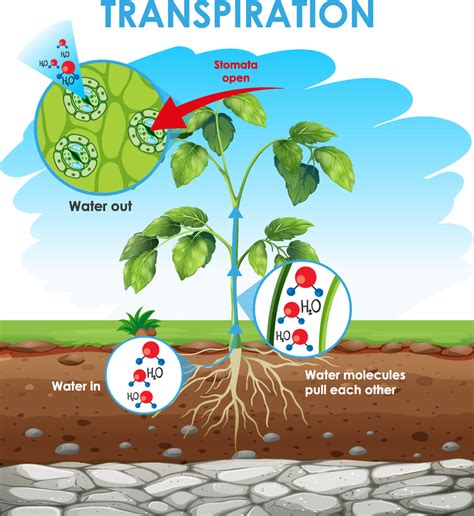 Phân Bón Lá Sinh Học Ful Grow Gold 2x Ttp Global