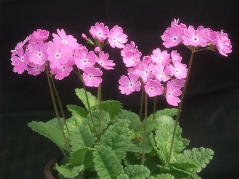 Id
