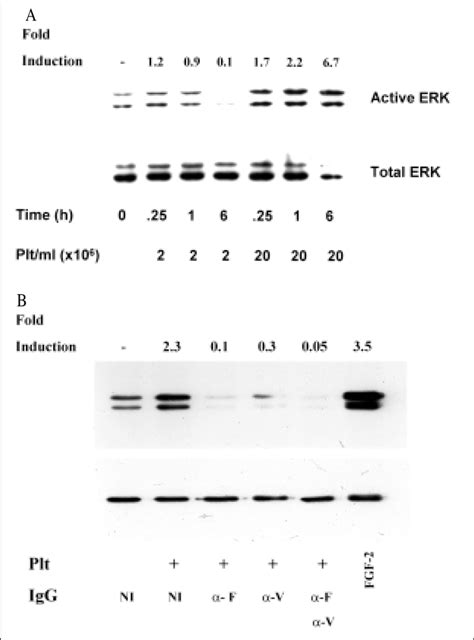 Platelet Induced Activation Of Endothelial Cell Erk 12 Is Both