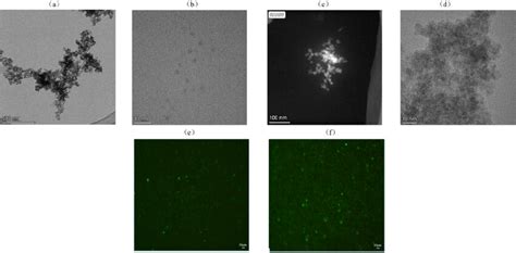 The Mnps With Different Protein Fe3o4 Weight Ratio And Their Functions