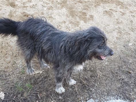 Duschka Tierschutzverein Bellas Pfotenhilfe E V