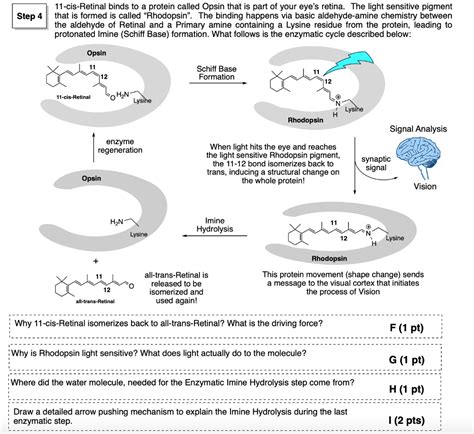 11 Cis Retinal Binds To A Protein Called Opsin That Is Part Of Your