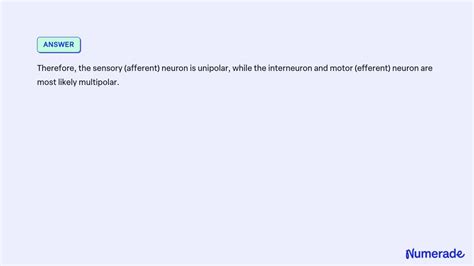 SOLVED Correctly Identify The Sensory Afferent Neuron Interneuron And Motor Efferent