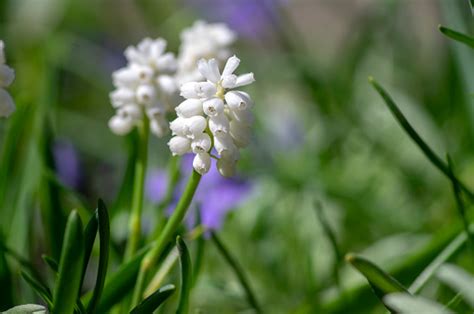 무스카리 오체리 화이트 꽃 꽃에 구근 식물의 그룹 녹색 잎 0명에 대한 스톡 사진 및 기타 이미지 0명 개화기 곤충 Istock