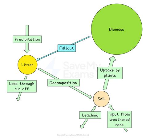 Characteristics Of The Tropical Rainforest Cambridge Cie Igcse