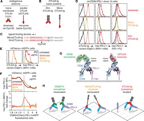 Context Restricted Pd L1 Checkpoint Agonism By Ctla4 Ig Therapies