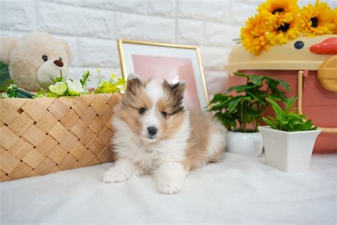 셔틀랜드쉽독분양 사랑스러운 애기 강아지 요들이 웰시코기분양 프렌치불독분양 보스턴테리어분양 이탈리안그레이하운드분양 베들링턴테리어분양 셔틀랜드쉽독분양 코카스파니엘분양 퍼그