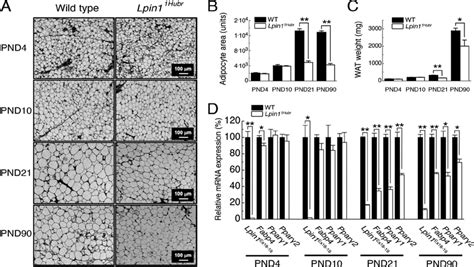 Lipodystrophy Phenotype In Lpin1 1hubr Rats A Dorsal Subcutaneous Download Scientific Diagram