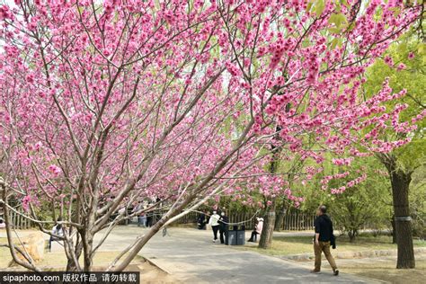 国家植物园“品虹”桃花新品种进入最佳观赏期，芳四溢宛若世外桃源